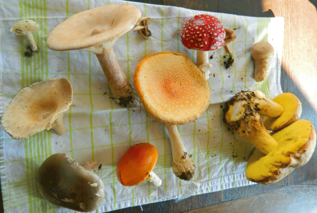 Pilzsaison 2019 bringt reiche Ernte - und verlockt zum Leichtsinn