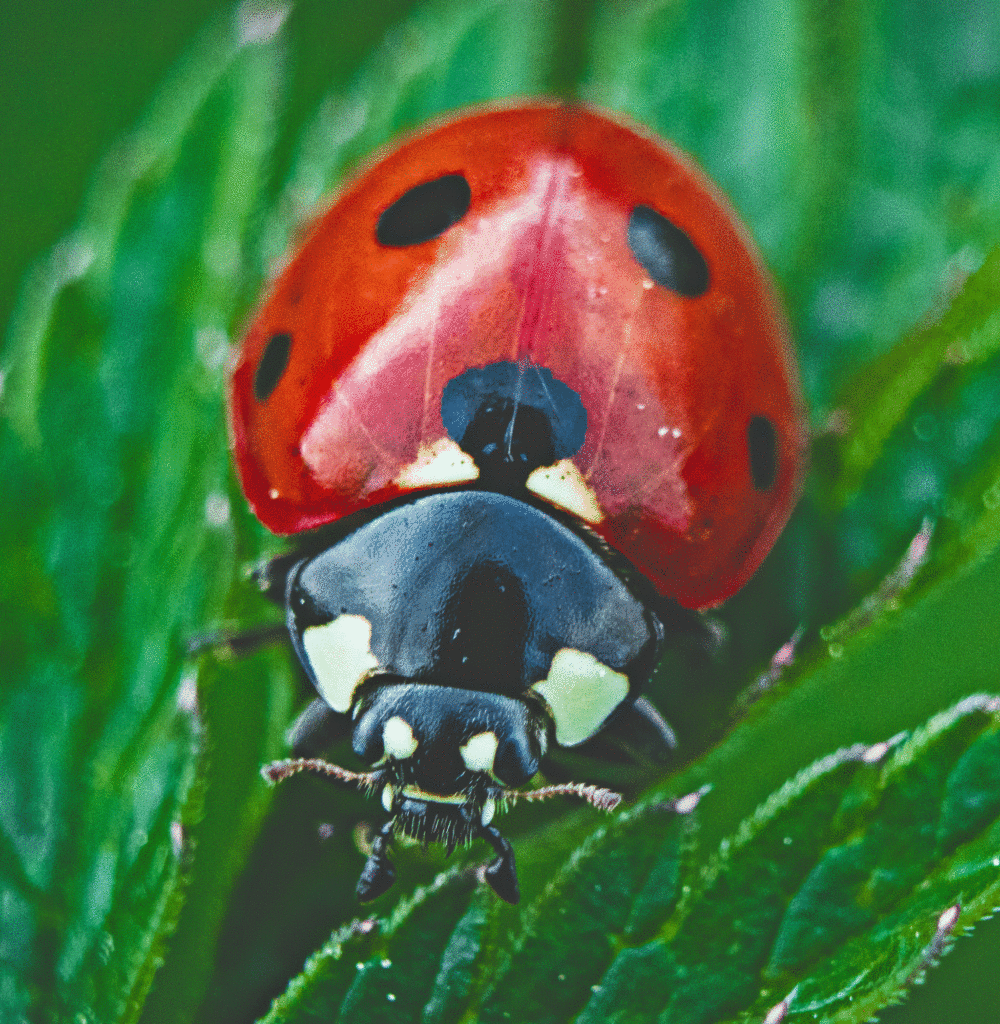 siebenpunkt-marienkaefer - landbote.info